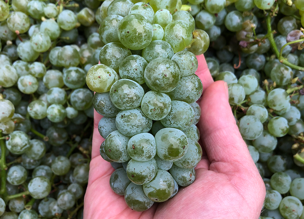 Anderson Valley Semillon Wine Producers and Tasting Rooms